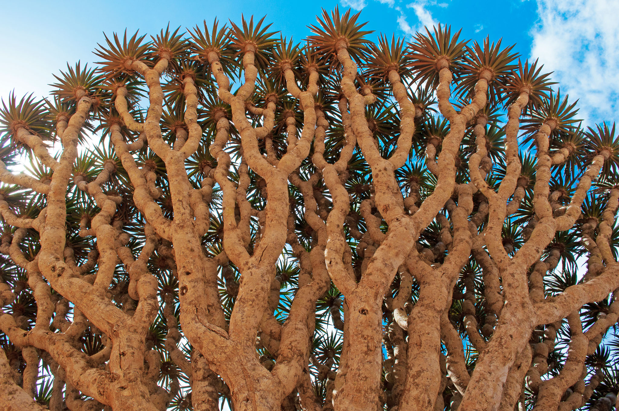 Sokotra 2026. - Nomadik Travel